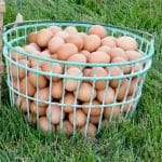 From Farm To Table - Alderfer Eggs